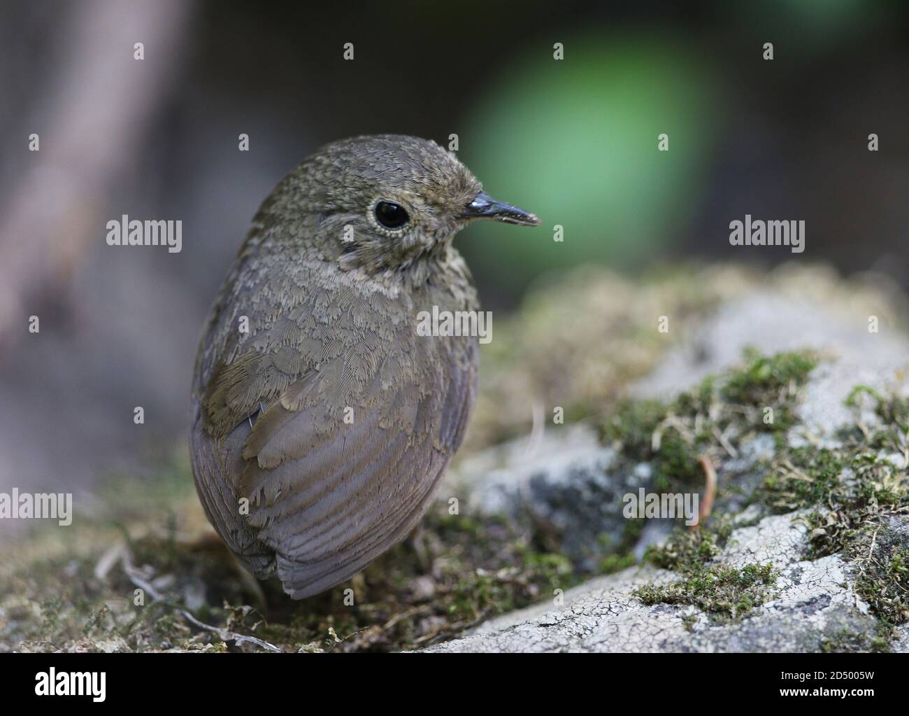 Nepal wren babbler hi-res stock photography and images - Alamy
