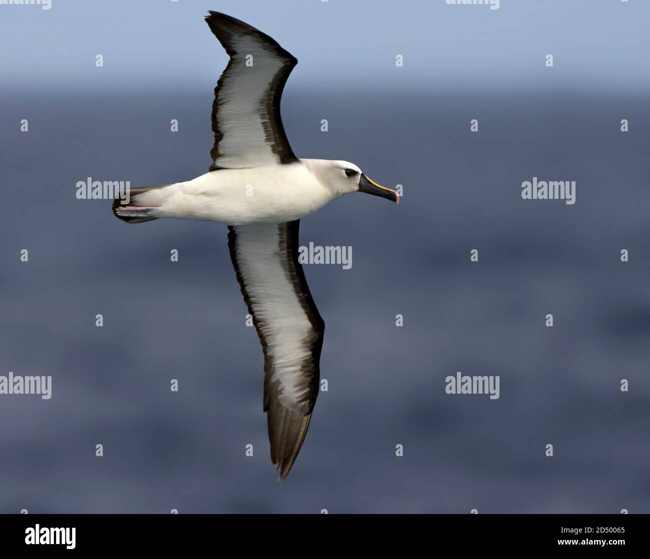 Atlantic yellow-nosed albatross (Thalassarche chlororhynchos), Adult in ...