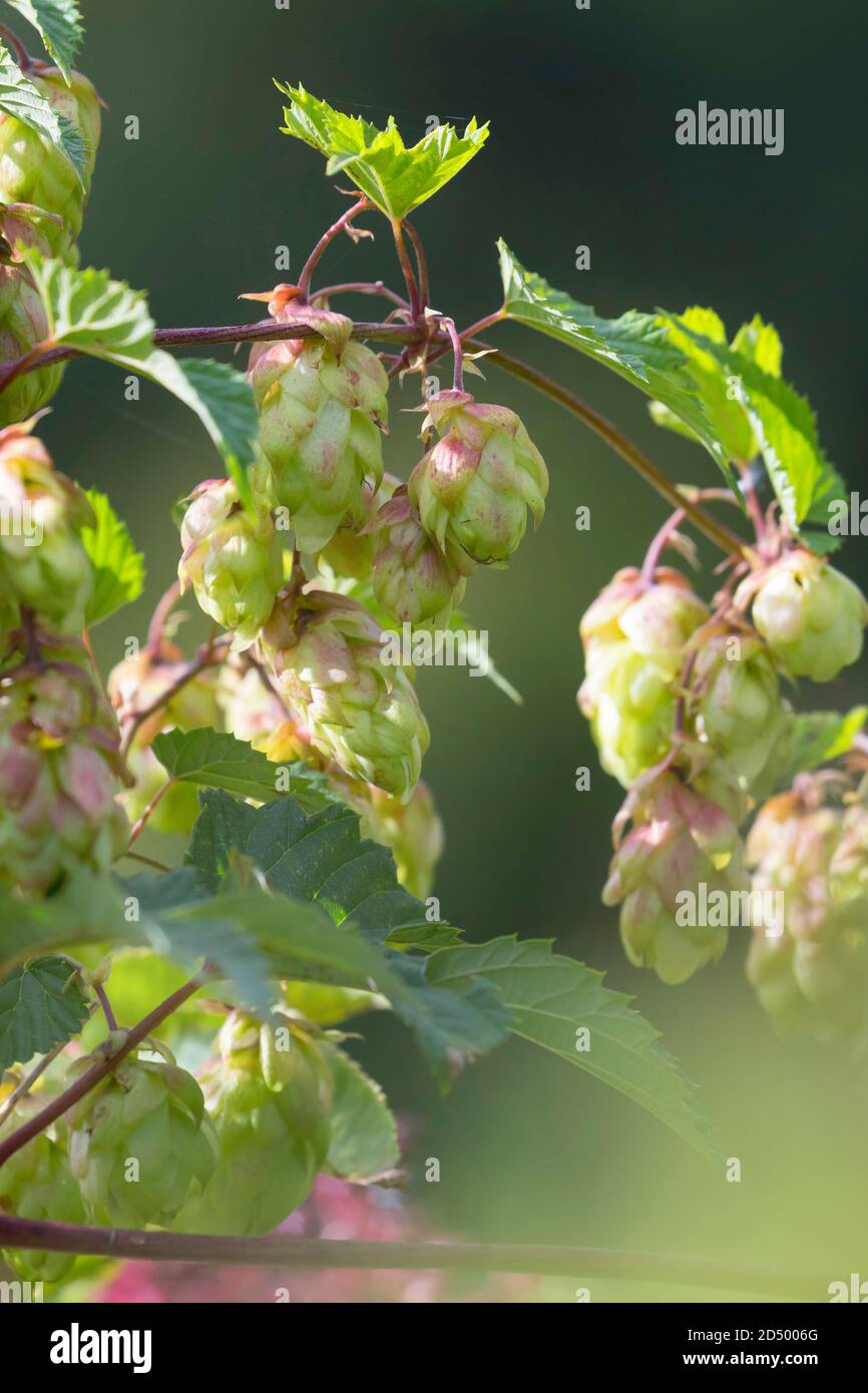 common hop (Humulus lupulus), female plant with infructescences ...