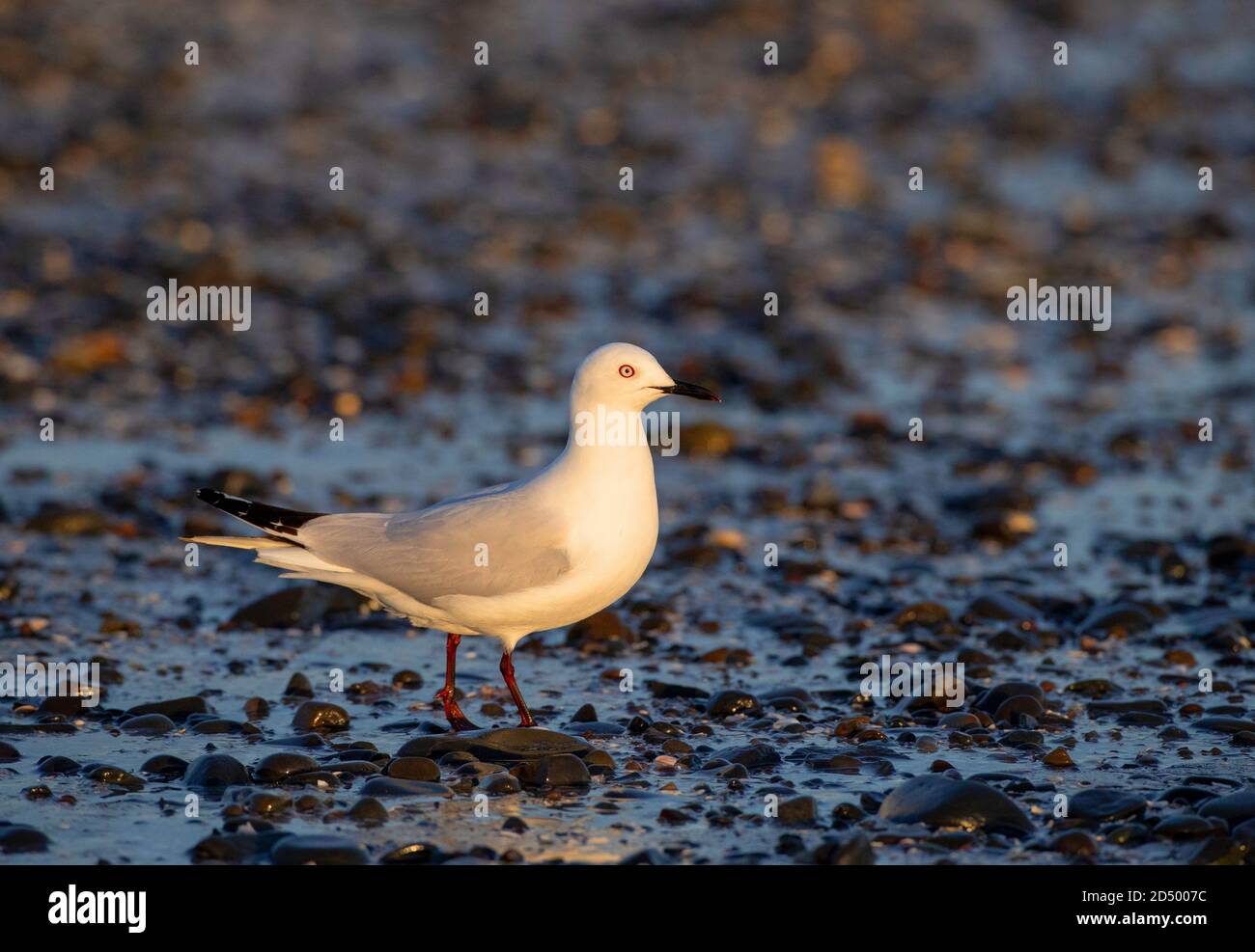 Buller's gull (Larus bulleri, Chroicocephalus bulleri), Adult standing ...