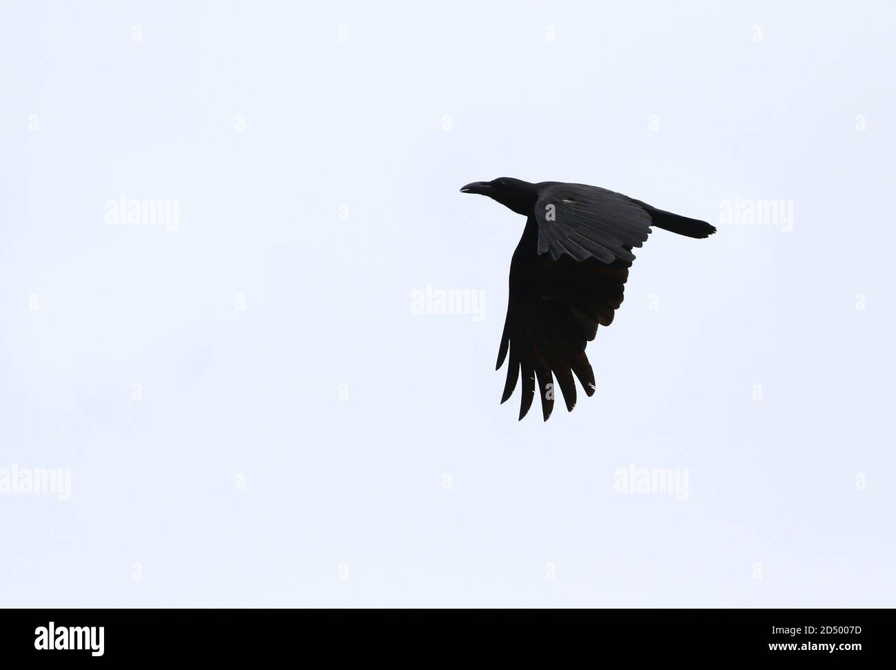 slender-billed crow (Corvus enca), in flight, Indonesia, Sulawesi Stock ...