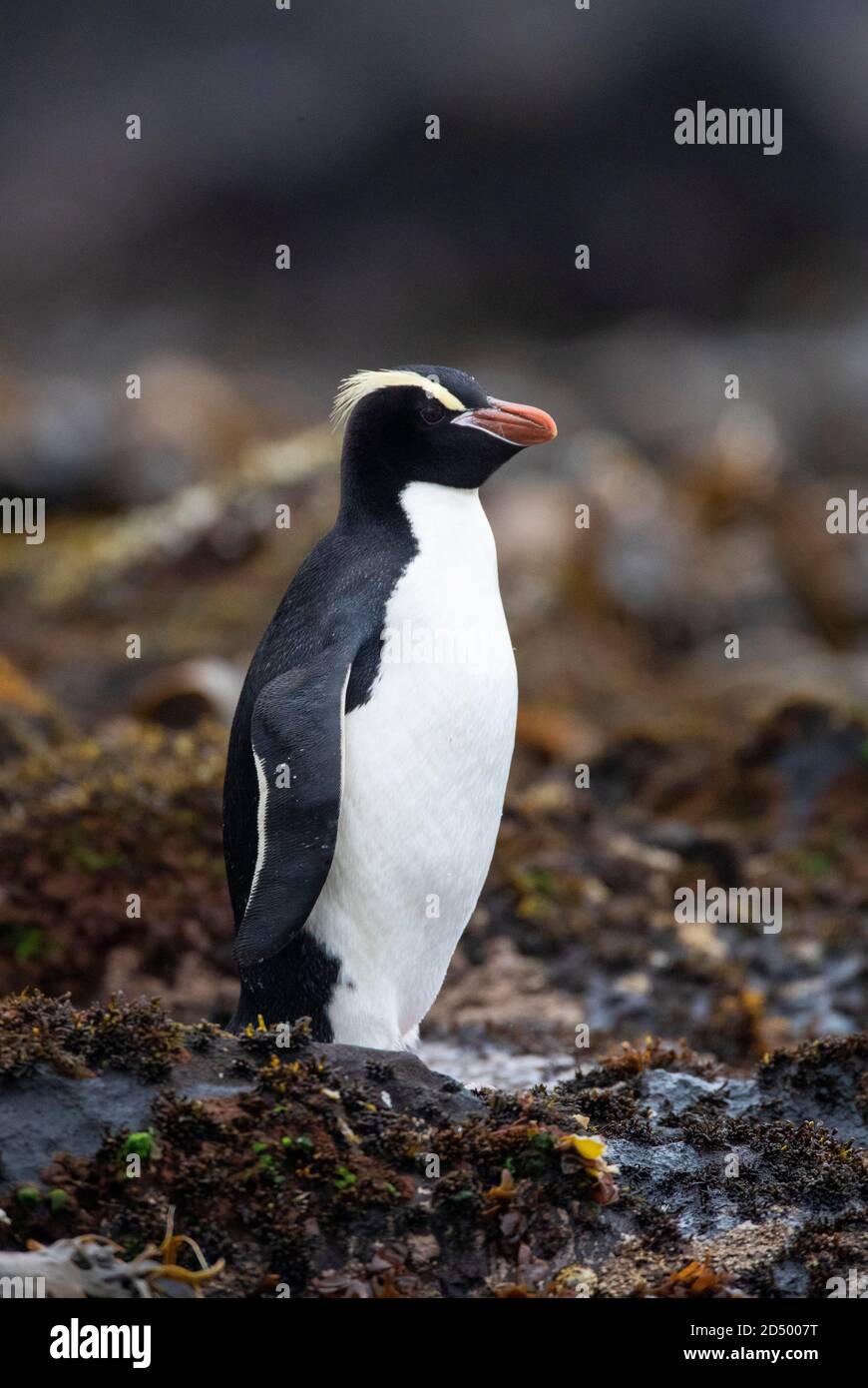 Erect Crested Penguin Swimming