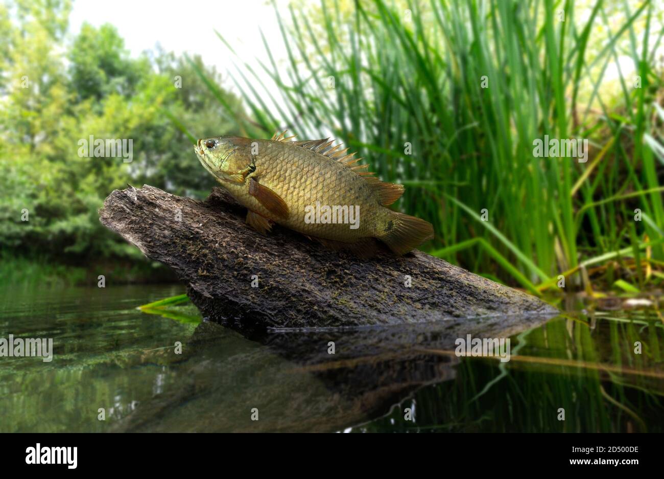 Climbing Perch Fish High Resolution Stock Photography and Images - Alamy