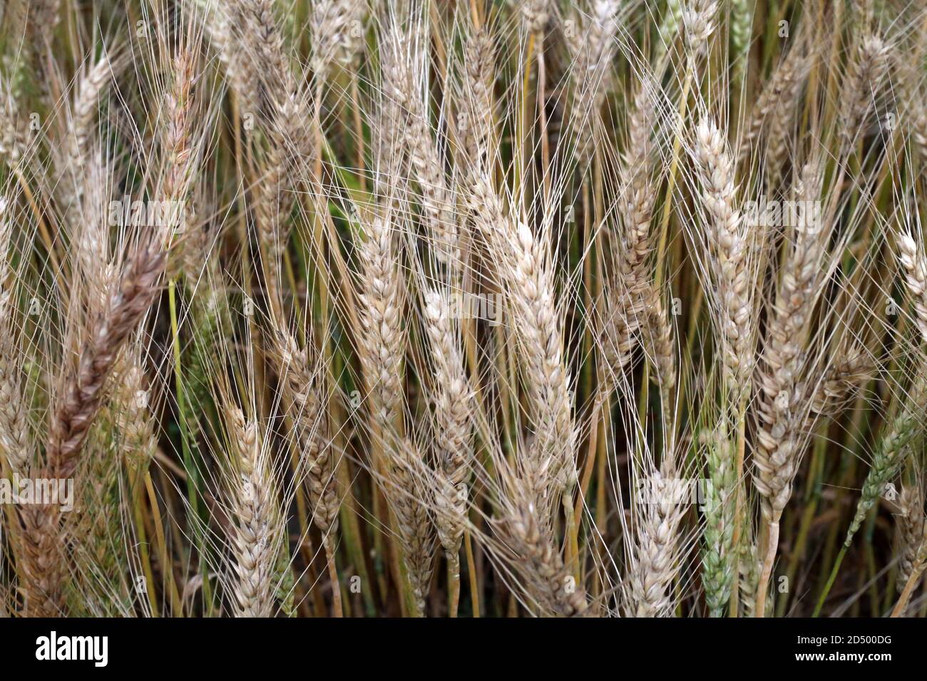What happened to pickle wheat from swamp people hi-res stock ...
