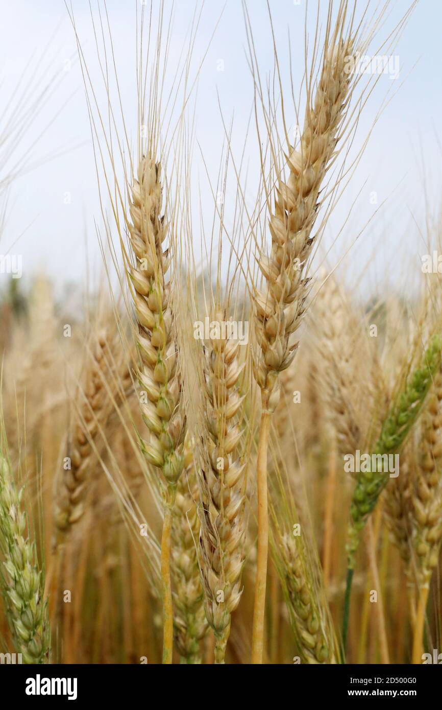 Ripe Wheat Growing on the Field Stock Photo - Alamy