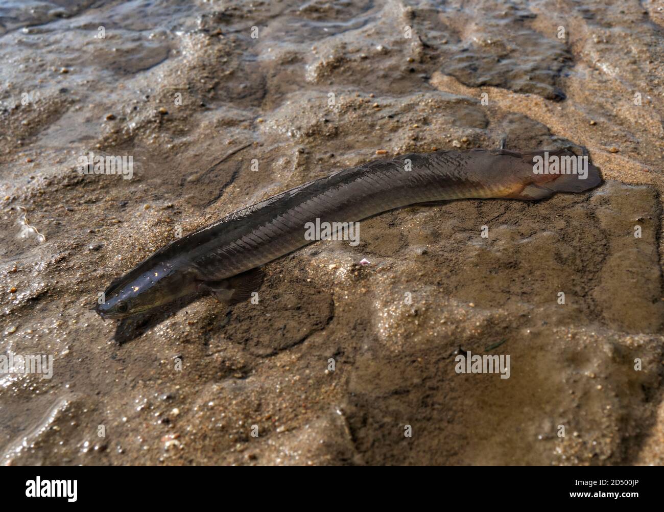 Polypterus Fish High Resolution Stock Photography and Images - Alamy
