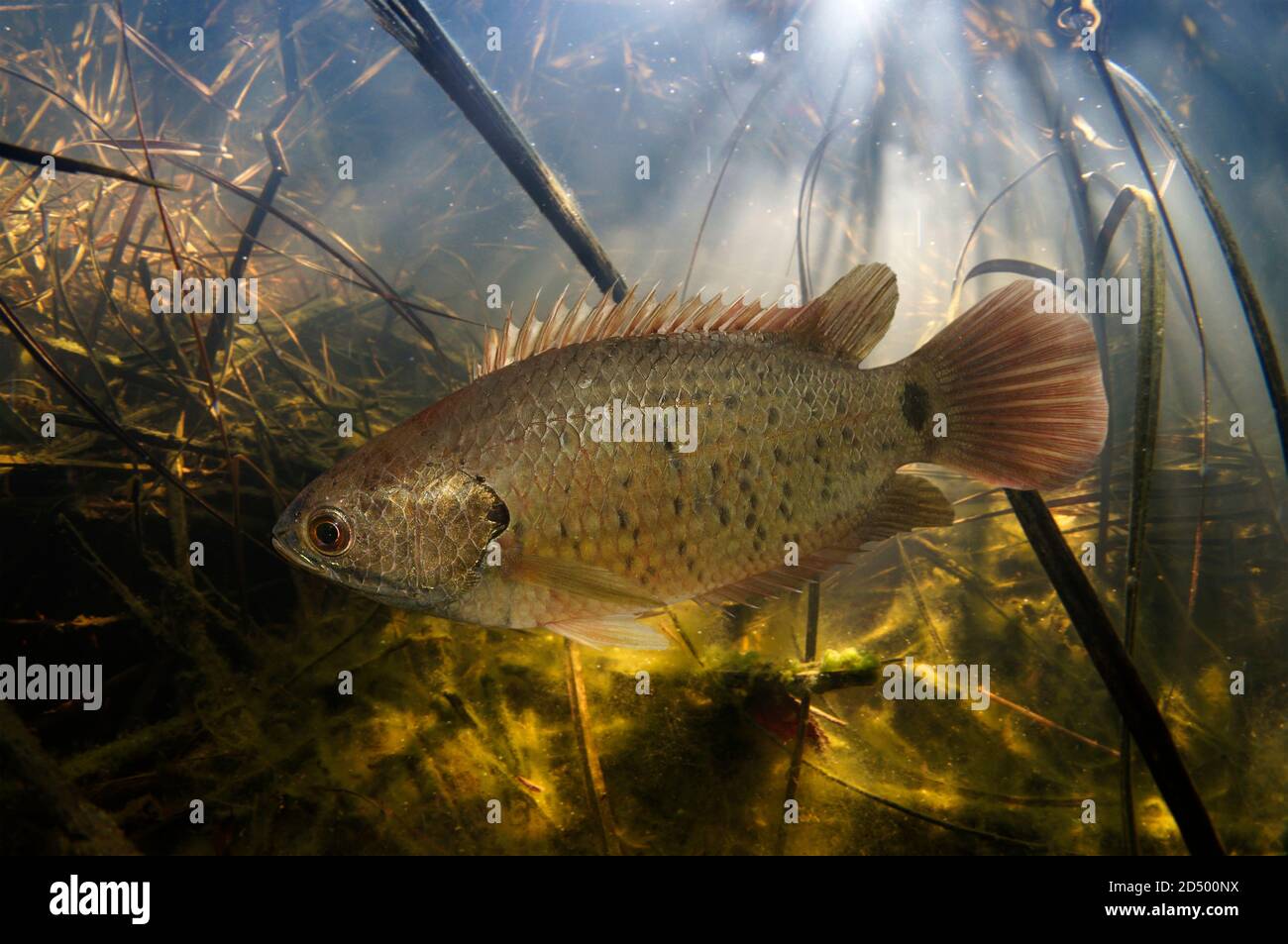 Species Climb High Resolution Stock Photography and Images - Alamy