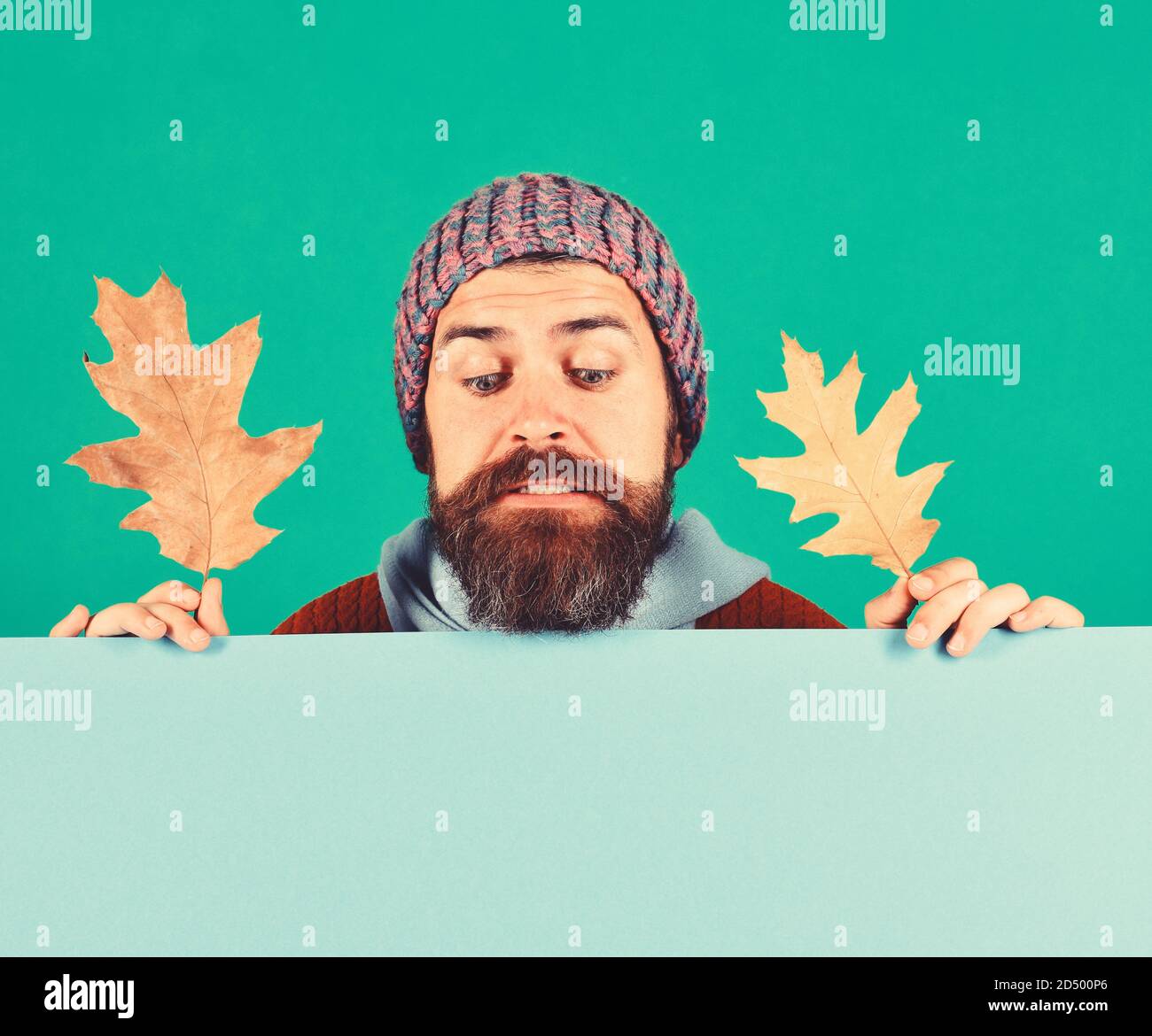 Man with beard holds dry oak tree leaves. Fall season and hipster style ...