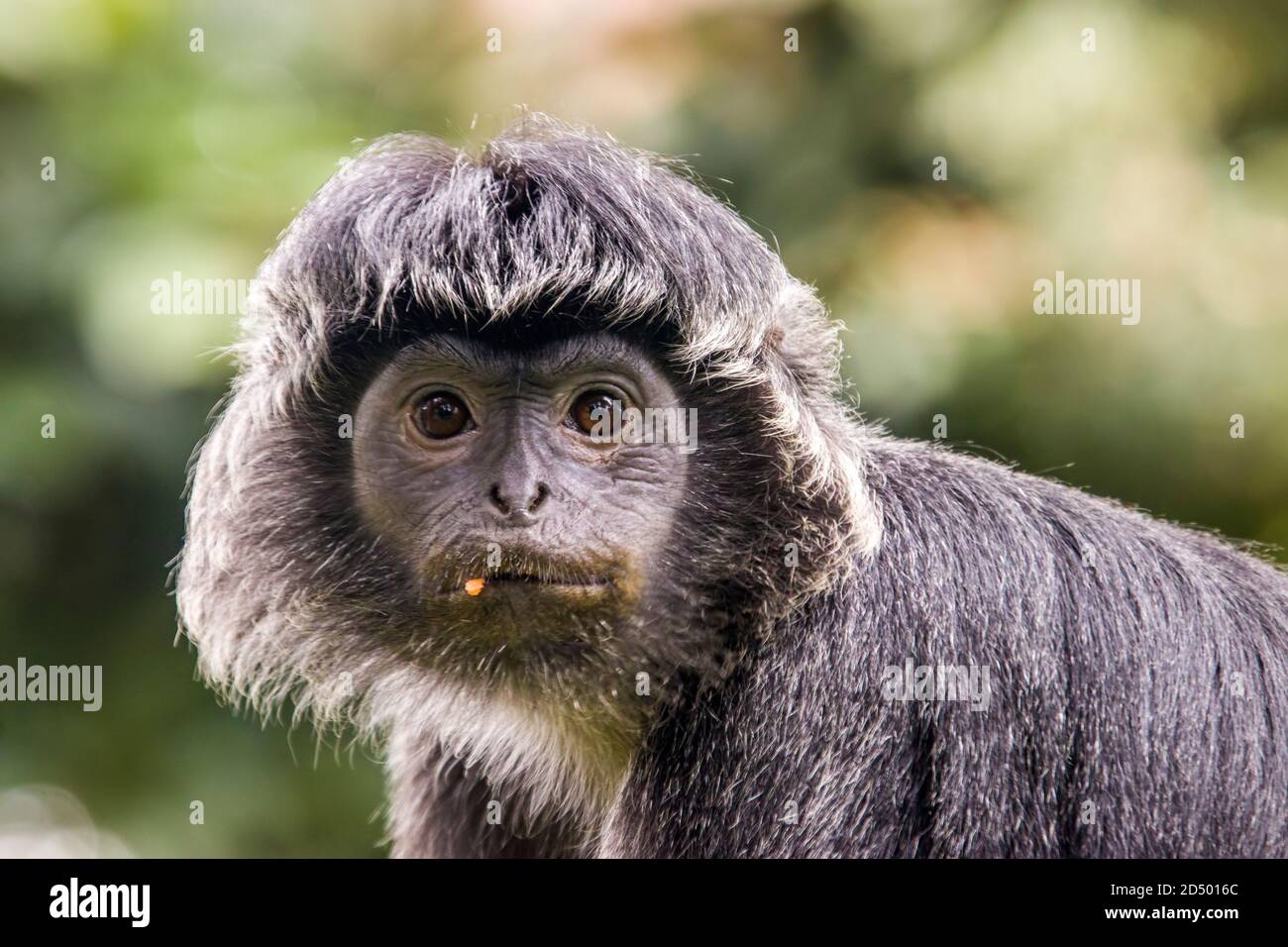 The Javan lutung (Trachypithecus auratus) closeup image, also known as ...