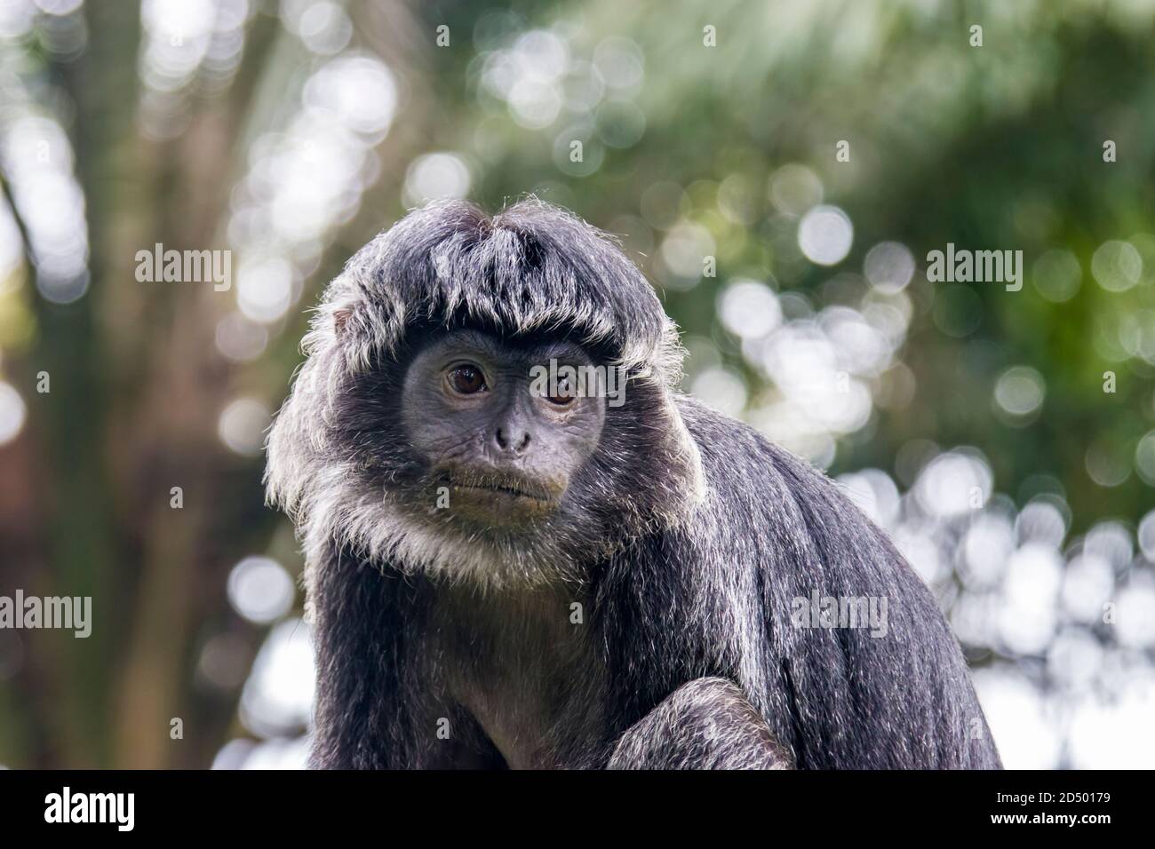 Trachypithecus auratus mauritius hi-res stock photography and images ...