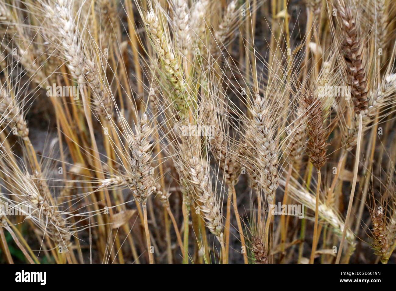 Cheyenne pickle wheat hi-res stock photography and images - Alamy