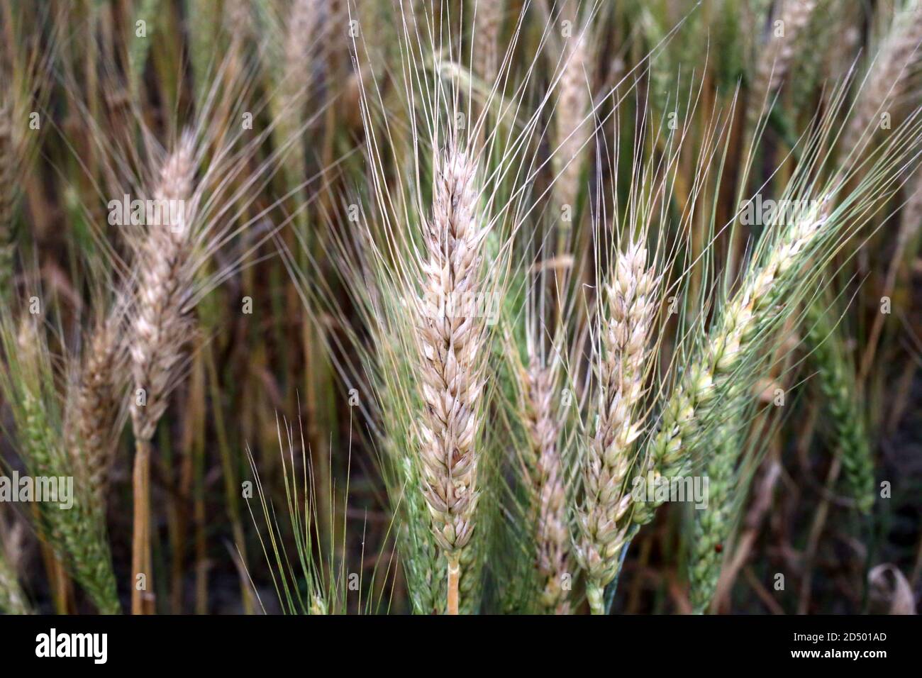 Harvesting videos hi-res stock photography and images - Alamy