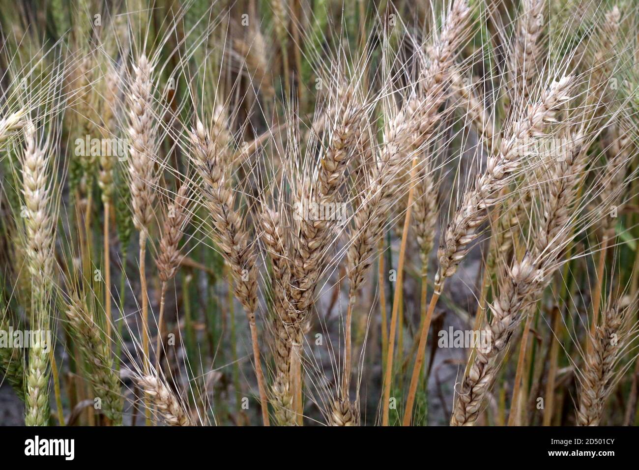 What happened to pickle wheat from swamp people hi-res stock ...