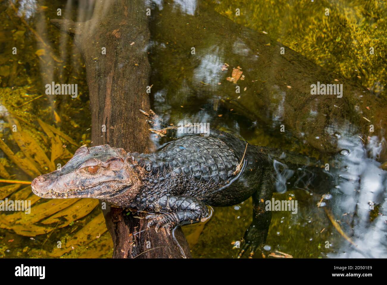 a Cuvier's dwarf caiman is in the pond. It is a small crocodilian in ...