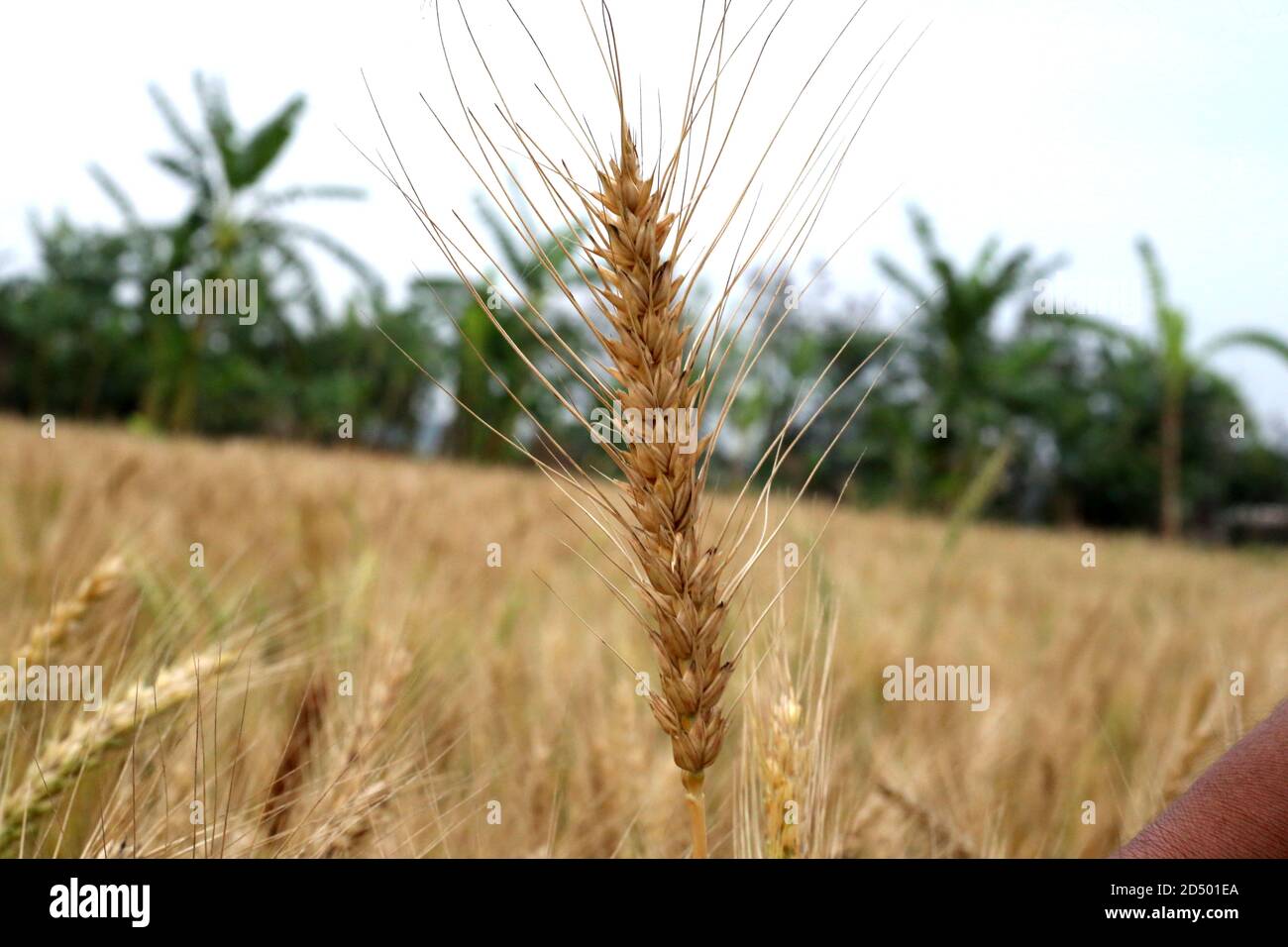 What happened to pickle wheat from swamp people hi-res stock ...