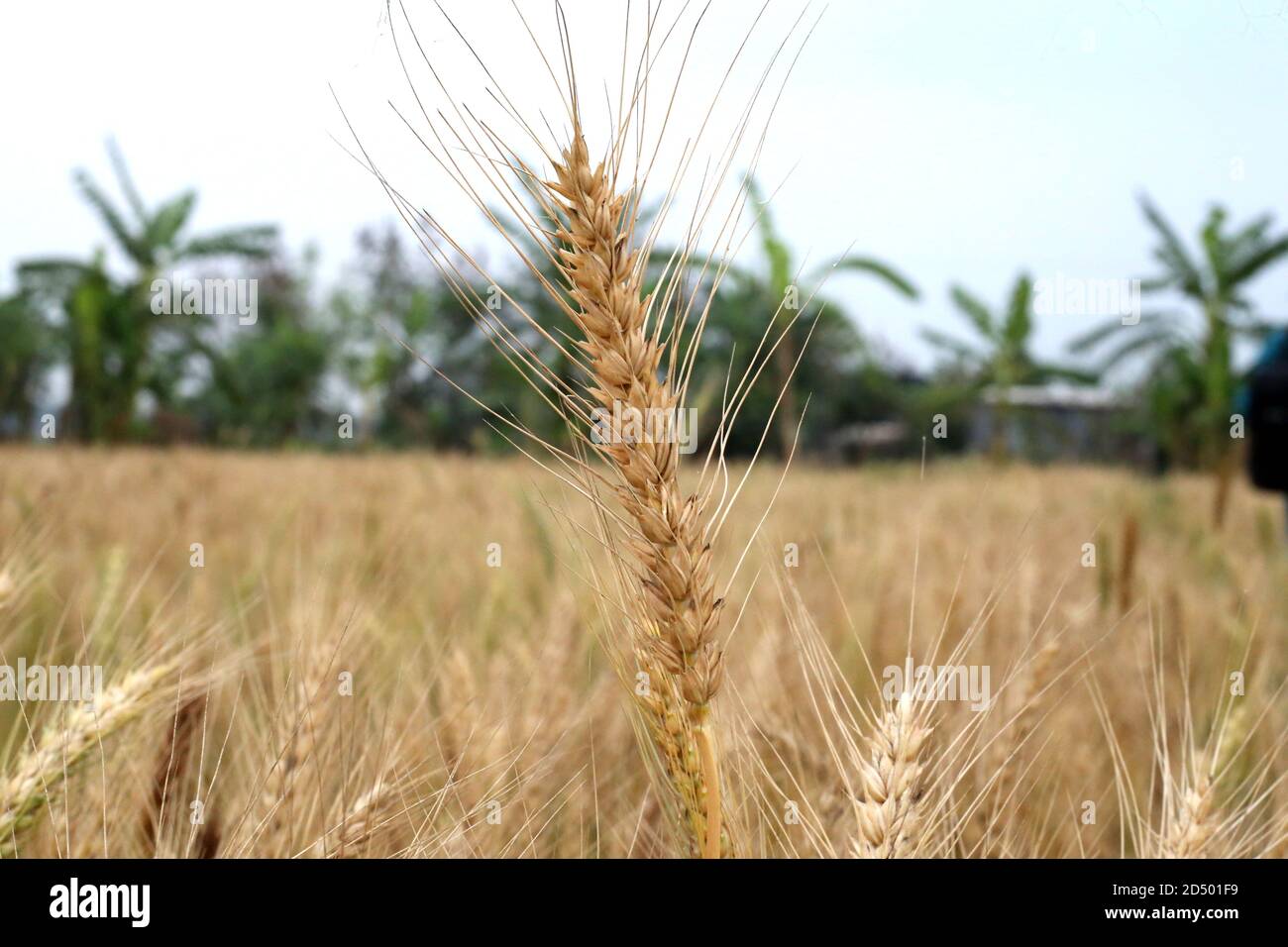 Ripe Wheat Growing on the Field Stock Photo - Alamy