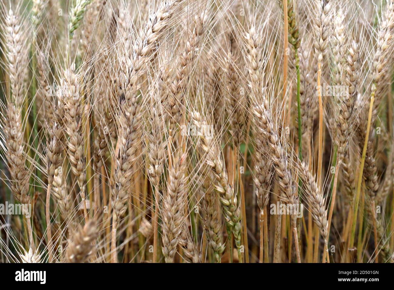 What happened to pickle wheat hi-res stock photography and images - Alamy