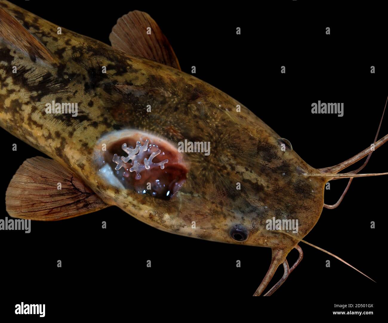 African Catfish High Resolution Stock Photography and Images - Alamy