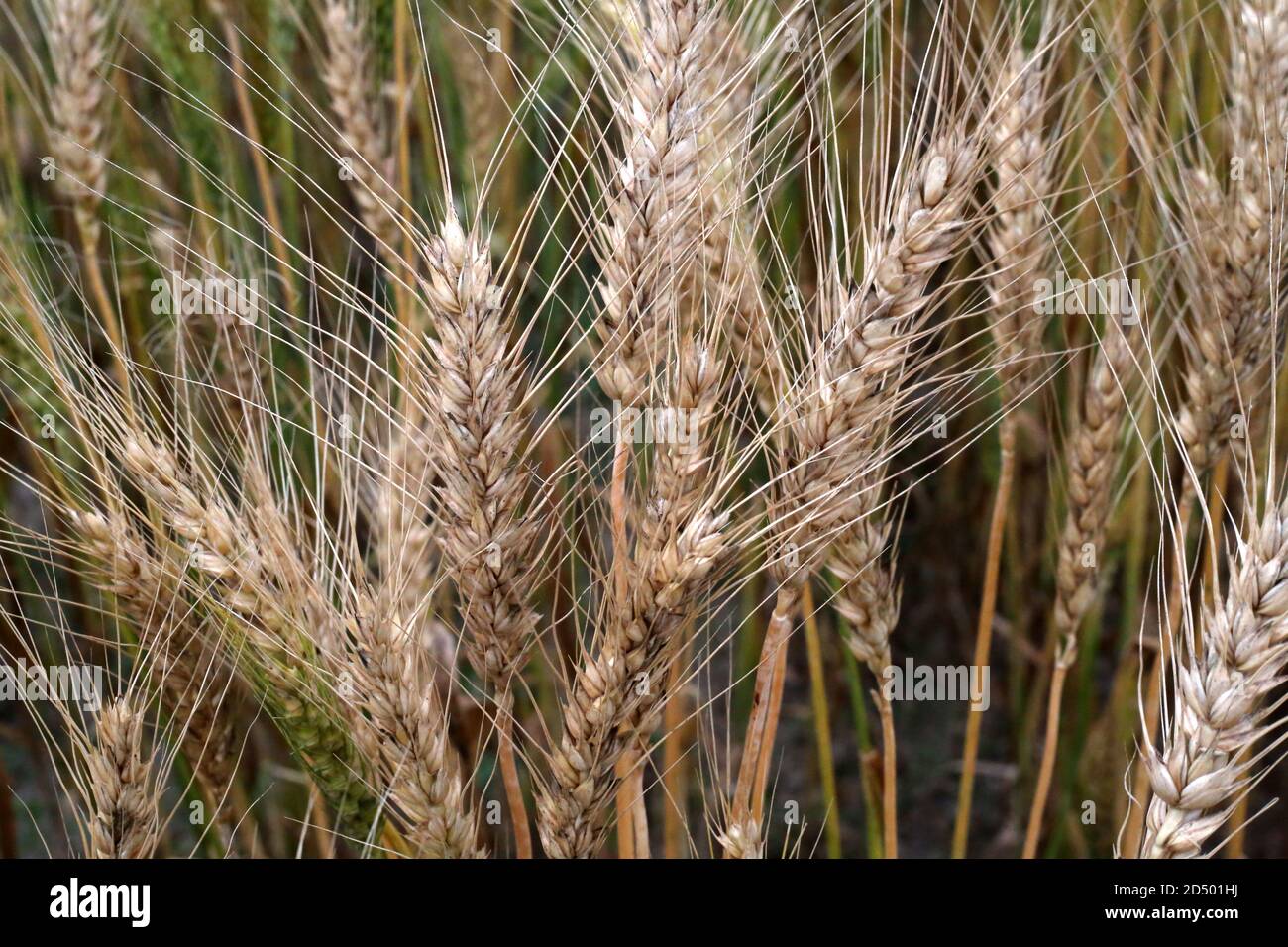 Pickle wheat swamp people hi-res stock photography and images - Alamy