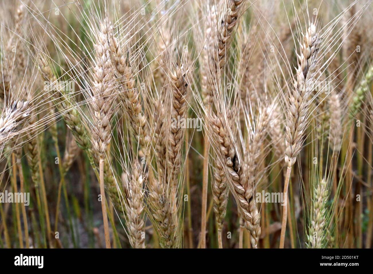 What happened to pickle wheat from swamp people hi-res stock ...