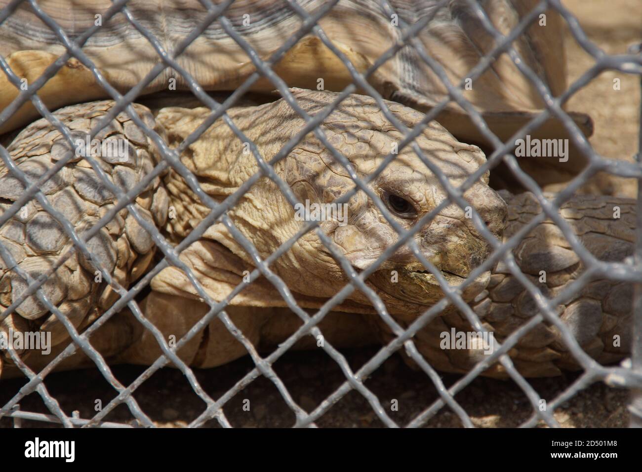 Turtle behind the fence at the Jardin d'Acclimatation in Paris Stock ...