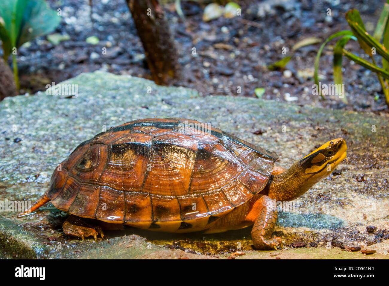 The golden coin turtle (Cuora trifasciata) is a species of turtle ...