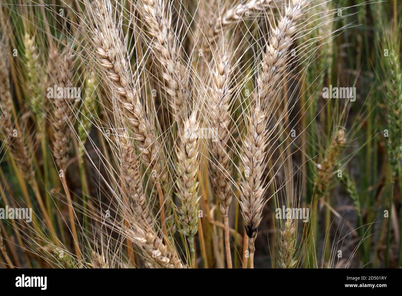 Cheyenne pickle wheat hi-res stock photography and images - Alamy