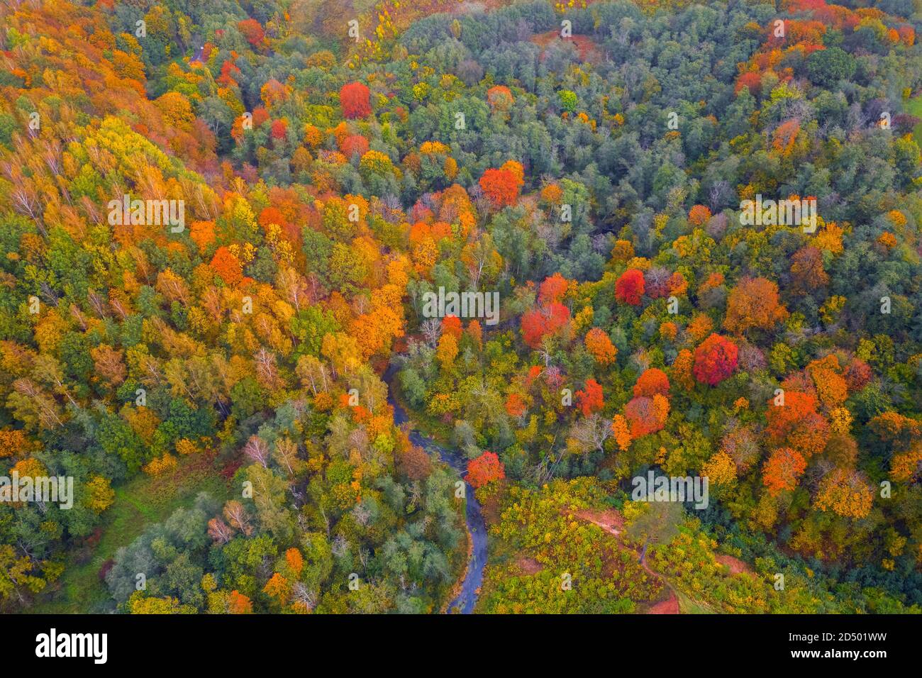 Drone view of colorful tree tops, Lithuania Stock Photo - Alamy