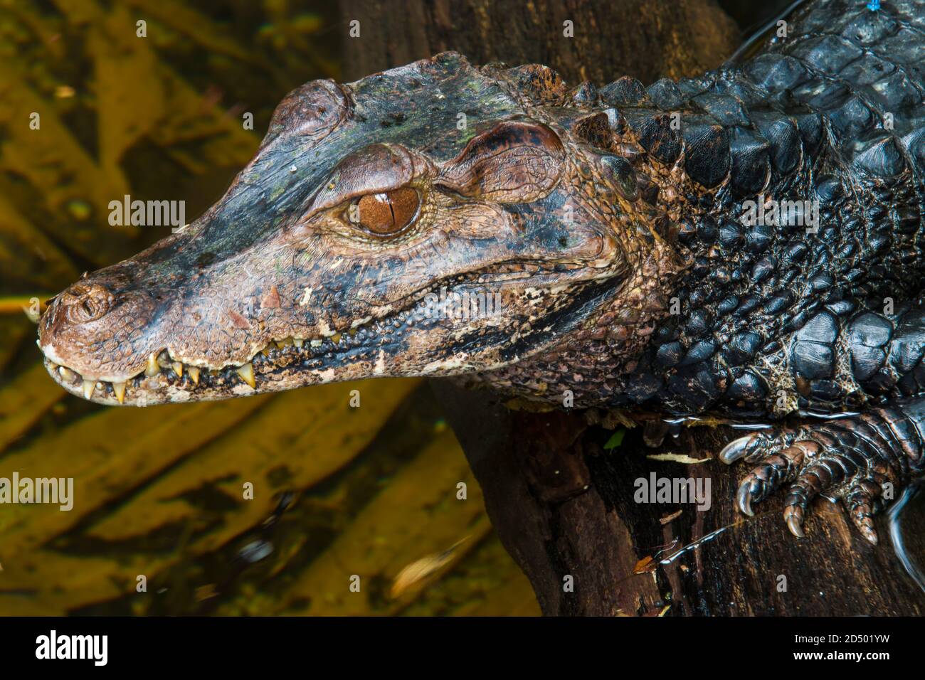 a Cuvier's dwarf caiman is in the pond. It is a small crocodilian in ...