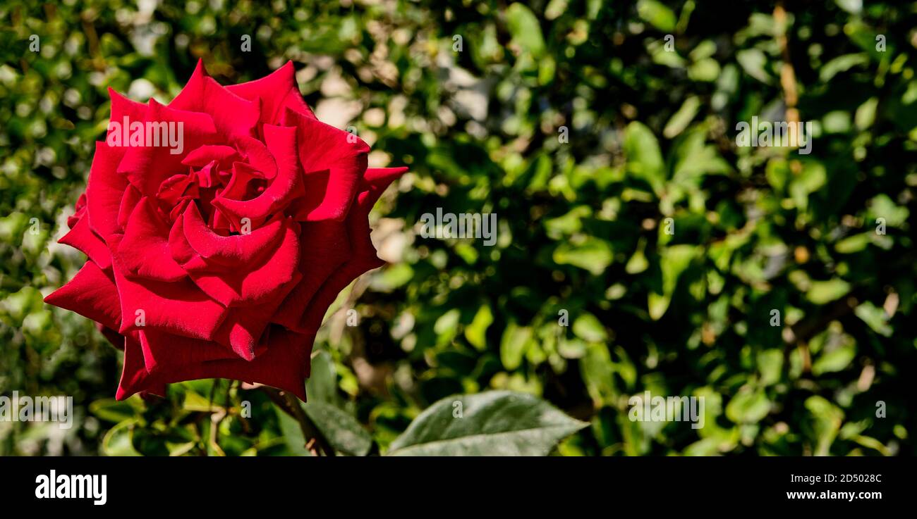 Beautiful bud of a blooming red rose on blurred green background ...