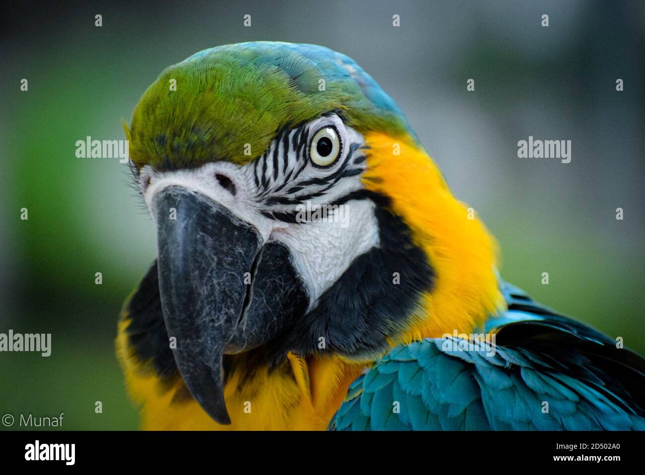 Scarlet macaw Close up of face Stock Photo - Alamy