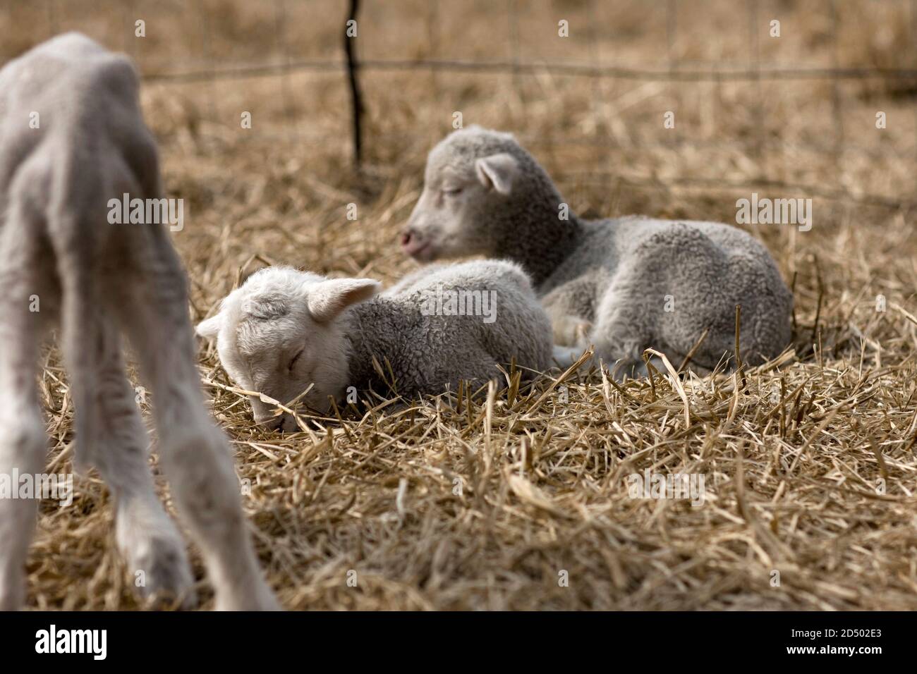 Three sleepy lambs lying on dry grass Stock Photo - Alamy