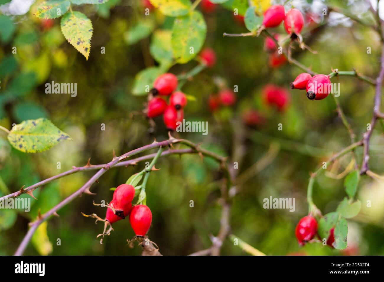 Rose Hip Bush High Resolution Stock Photography and Images - Alamy