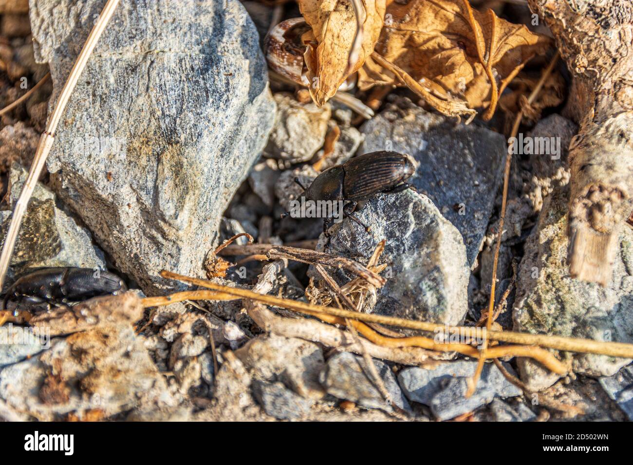 Scyphophorus acupunctatus Agave Black Nosed Weevil Which Destroys the ...
