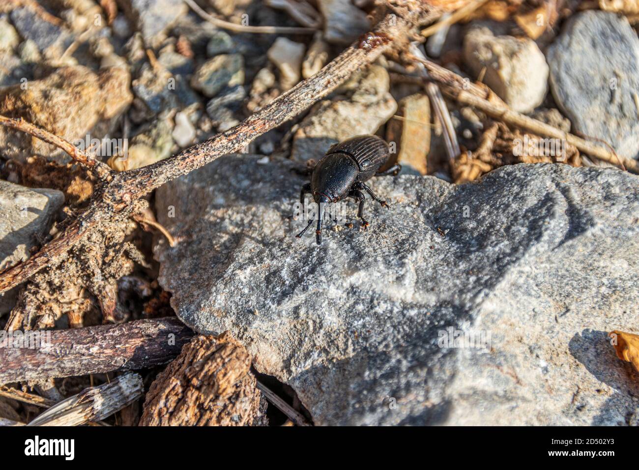 Sisal weevil scyphophorus acupunctatus hi-res stock photography and ...