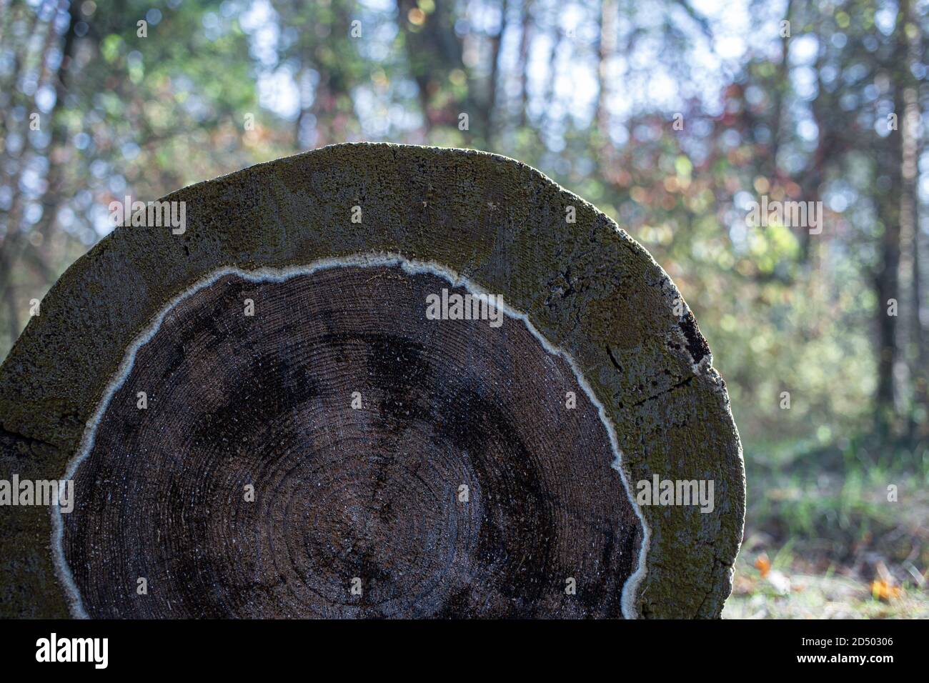 Cut wood in the forest. Tree trunk. Wood background. Wood circle Stock ...