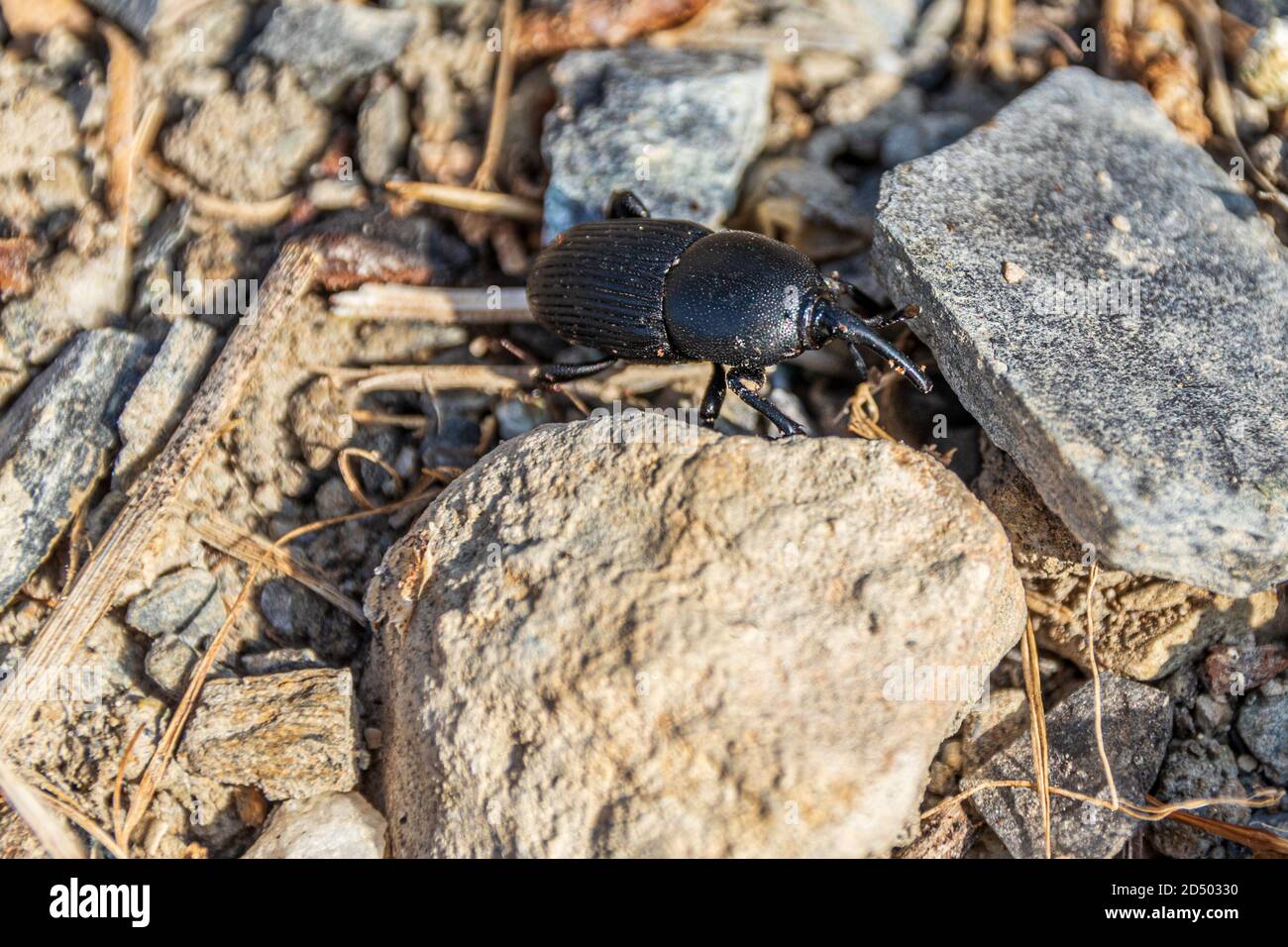Scyphophorus acupunctatus Agave Black Nosed Weevil Which Destroys the ...