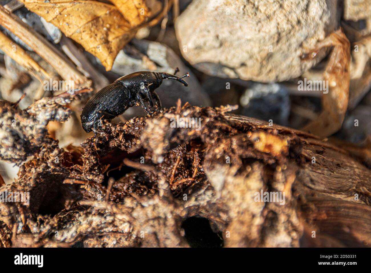 Scyphophorus acupunctatus Agave Black Nosed Weevil Which Destroys the ...