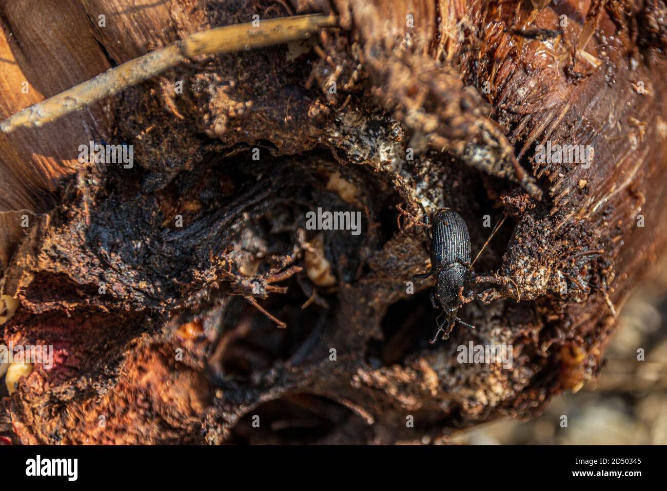 Scyphophorus acupunctatus Agave Black Nosed Weevil Which Destroys the ...