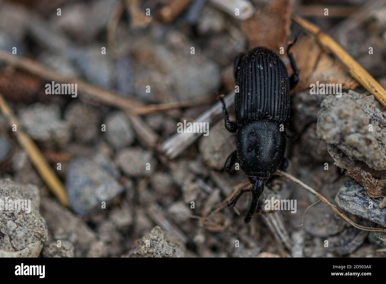 Scyphophorus acupunctatus Agave Black Nosed Weevil Which Destroys the ...