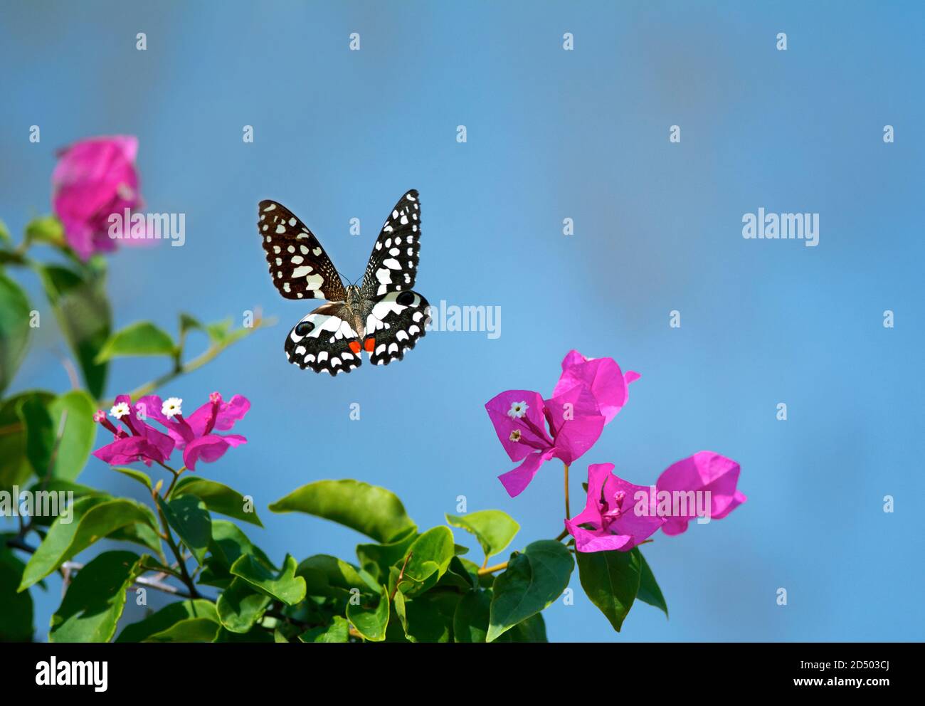 Lime butterfly,Papilio demoleus is a common and widespread swallowtail ...