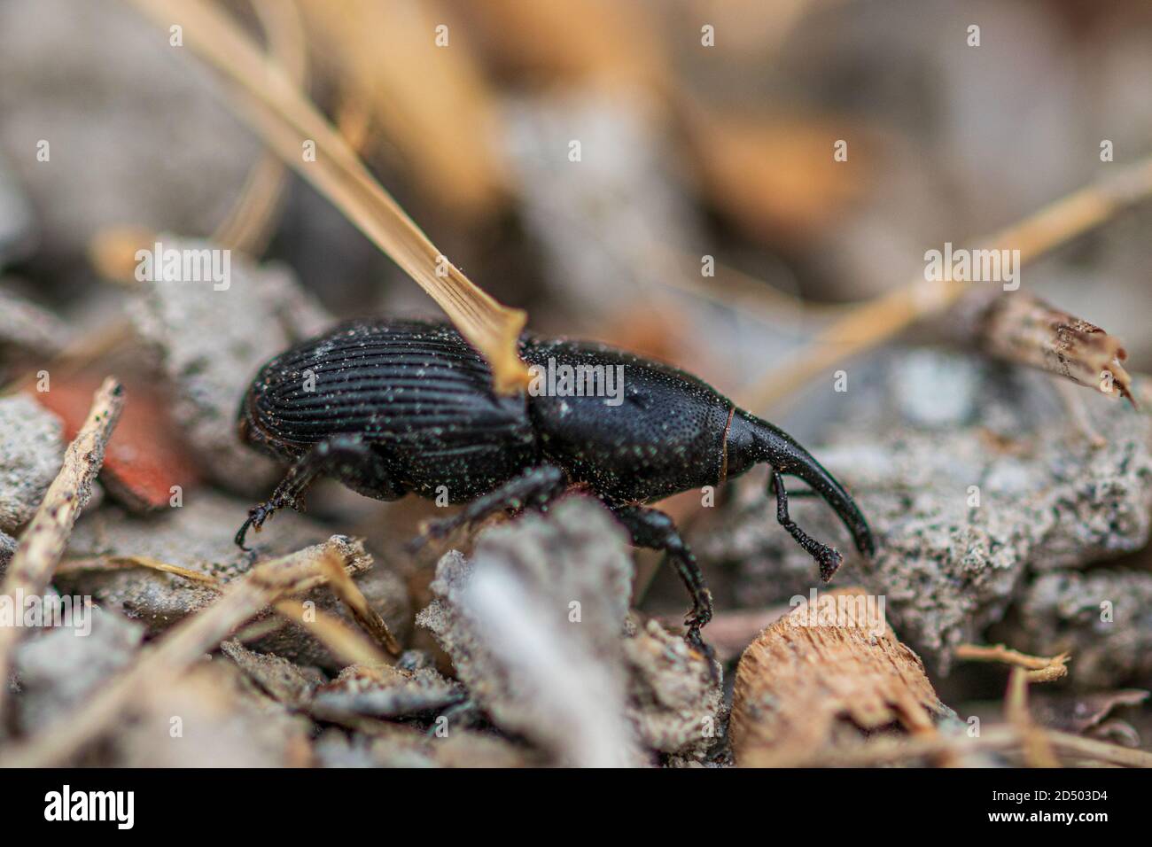 Scyphophorus acupunctatus Agave Black Nosed Weevil Which Destroys the ...