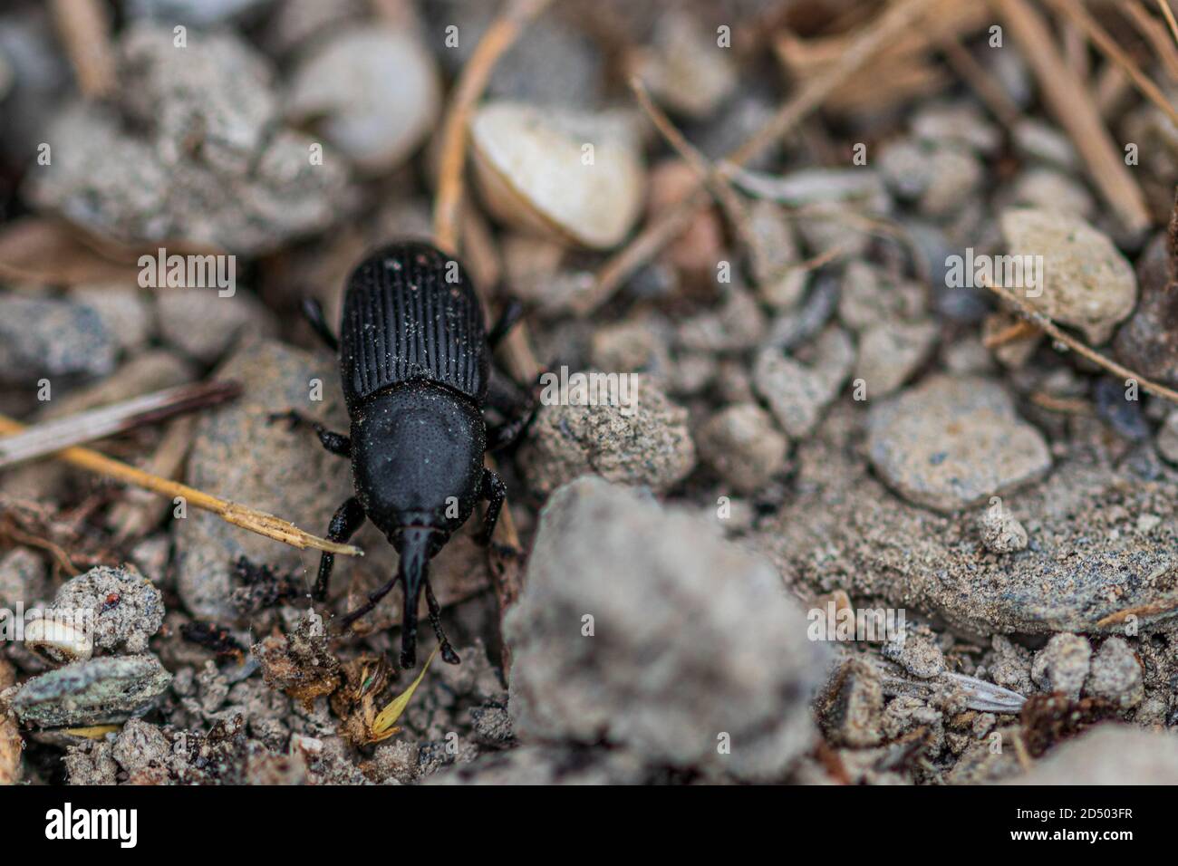 Scyphophorus acupunctatus Agave Black Nosed Weevil Which Destroys the ...