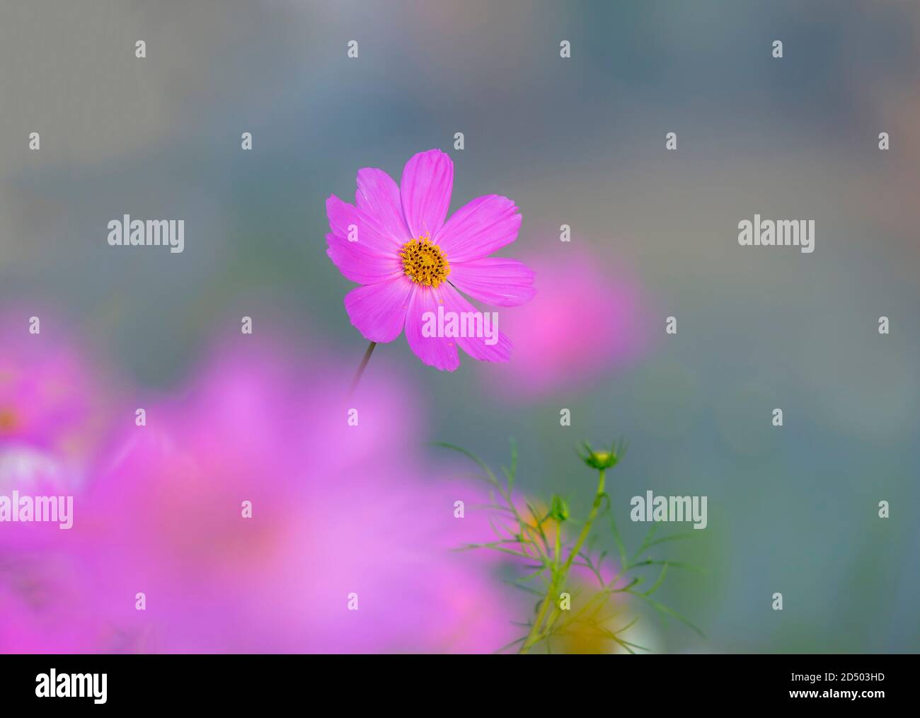 Cosmos is a genus, with the same common name of cosmos, consisting of ...