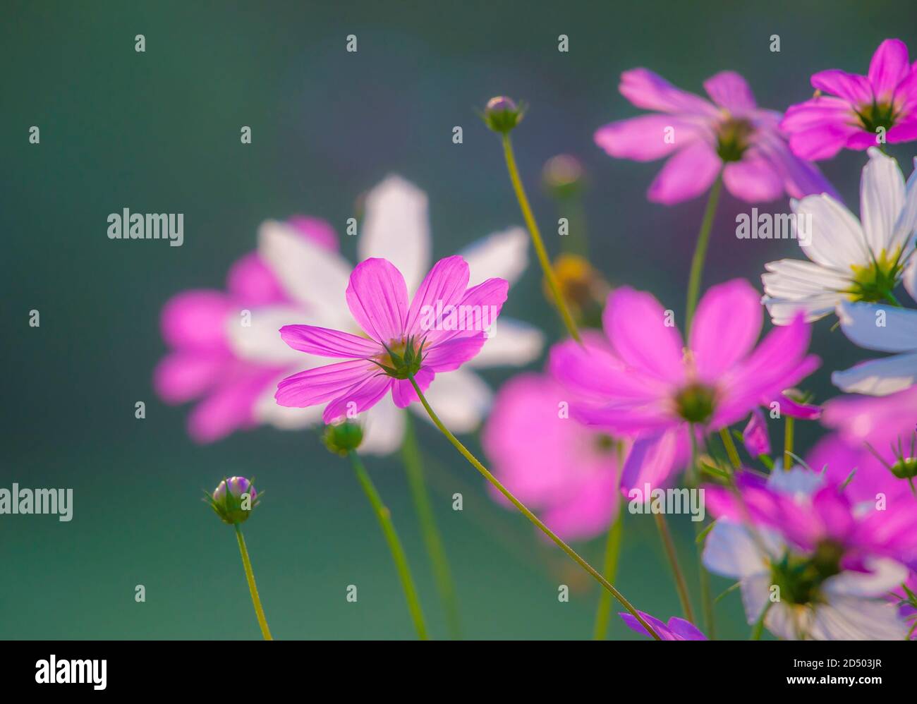 Cosmos is a genus, with the same common name of cosmos, consisting of ...