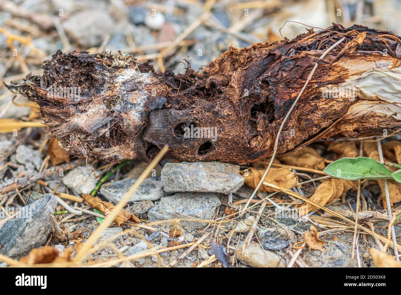 Scyphophorus acupunctatus Agave Black Nosed Weevil Which Destroys the ...