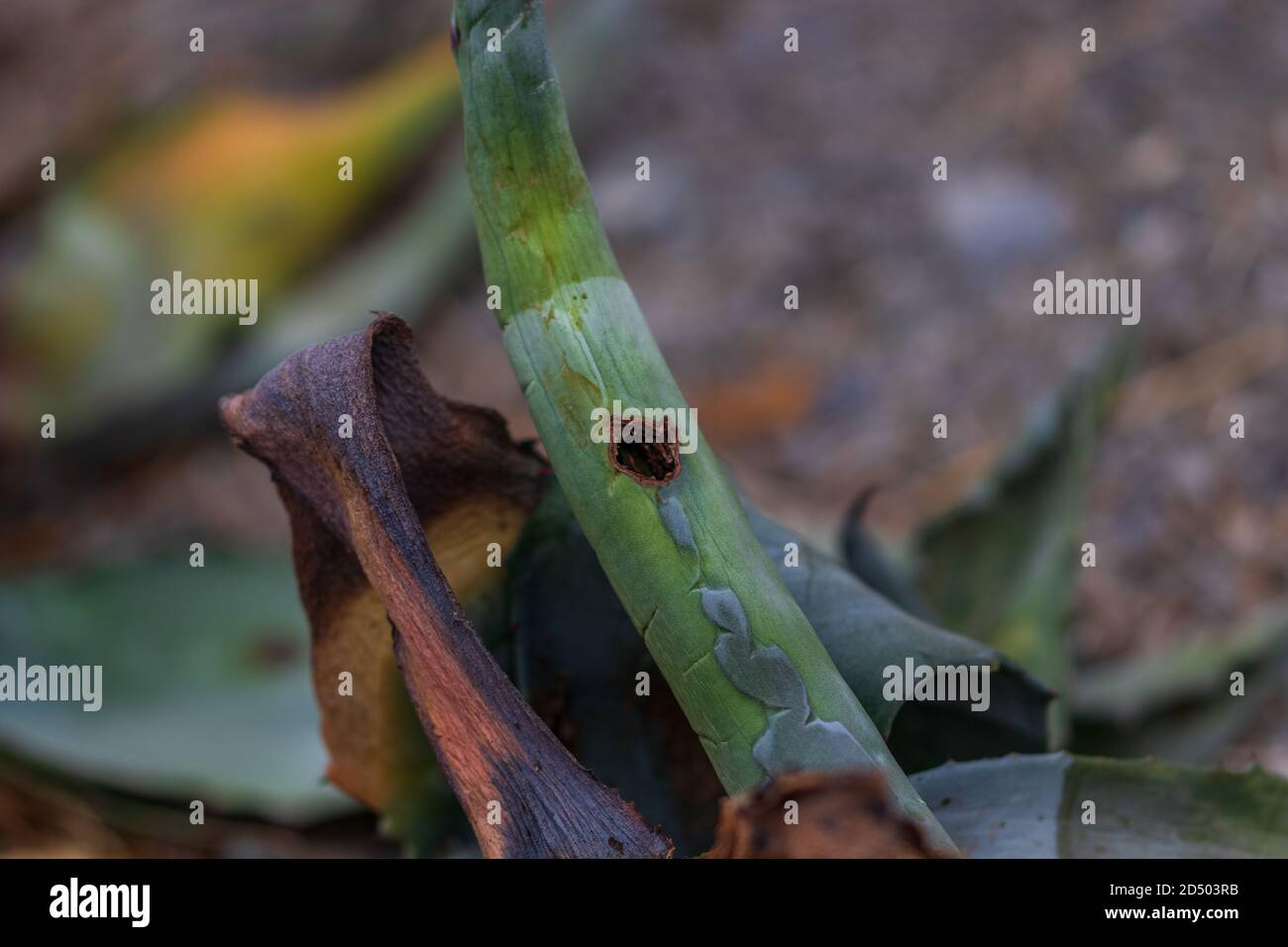 Scyphophorus acupunctatus Agave Black Nosed Weevil Which Destroys the ...