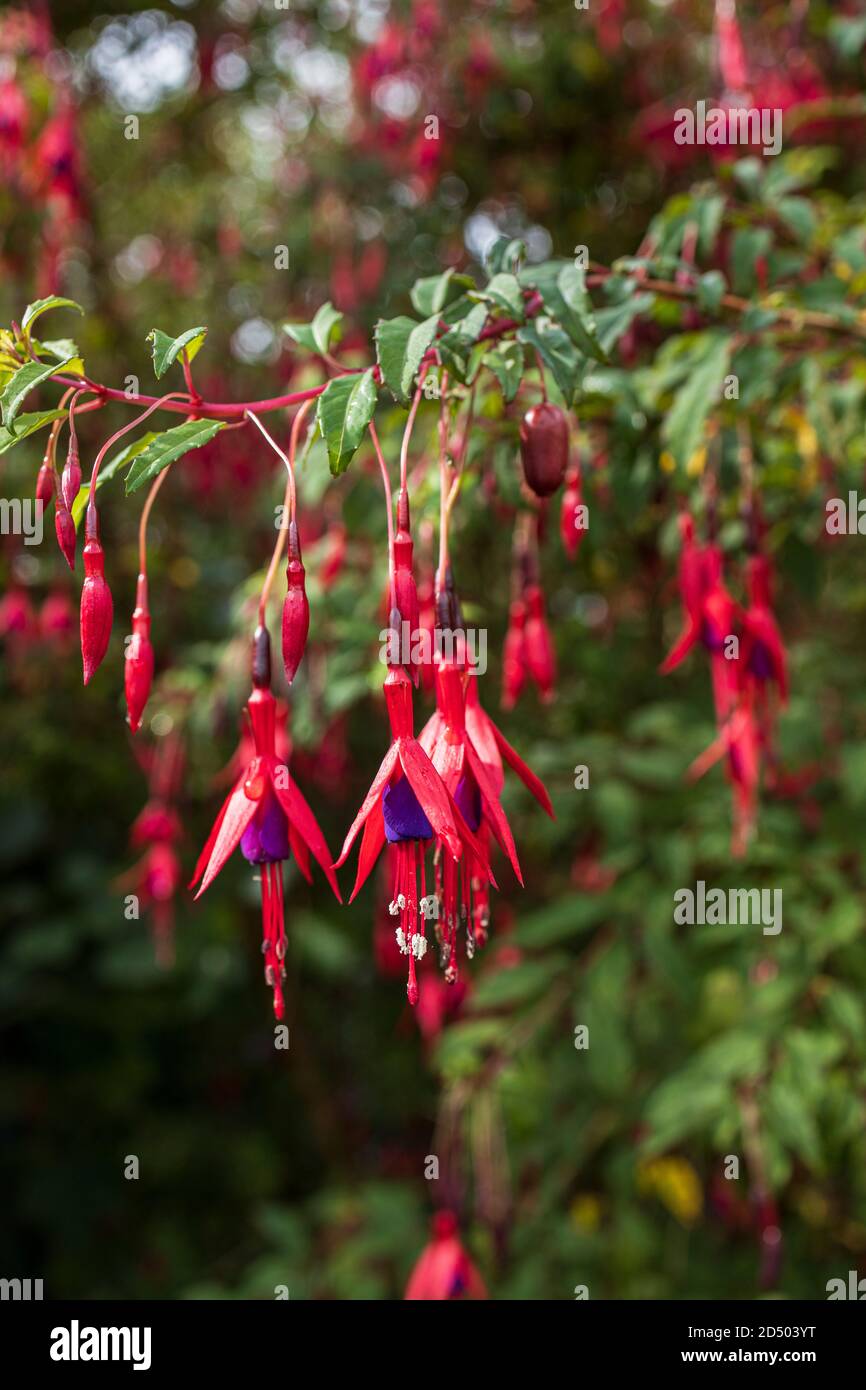 Hummingbird fuchia flowers hi-res stock photography and images - Alamy