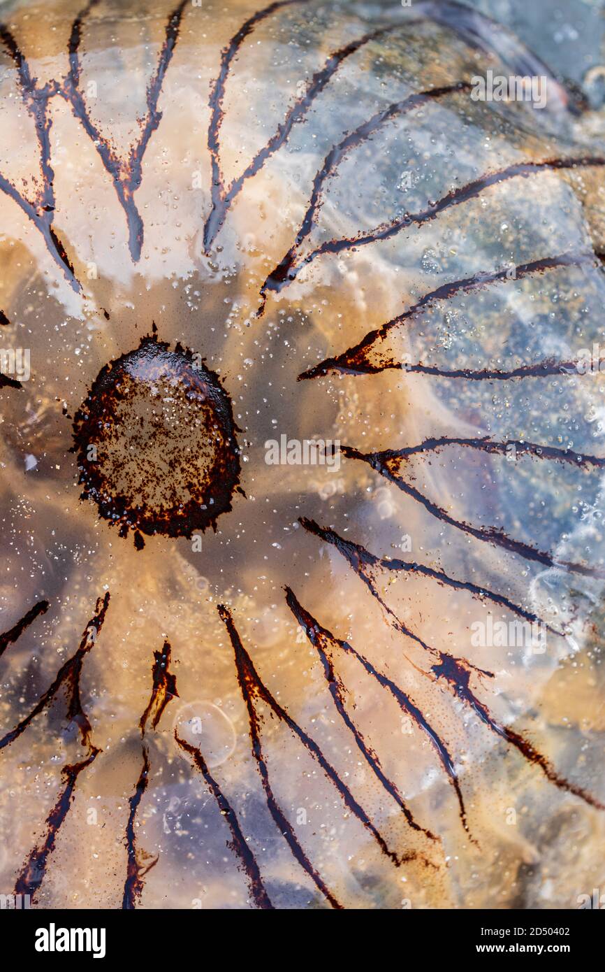 Compass Jellyfish, Chrysaora hysoscella, on the sand at the Old Head ...