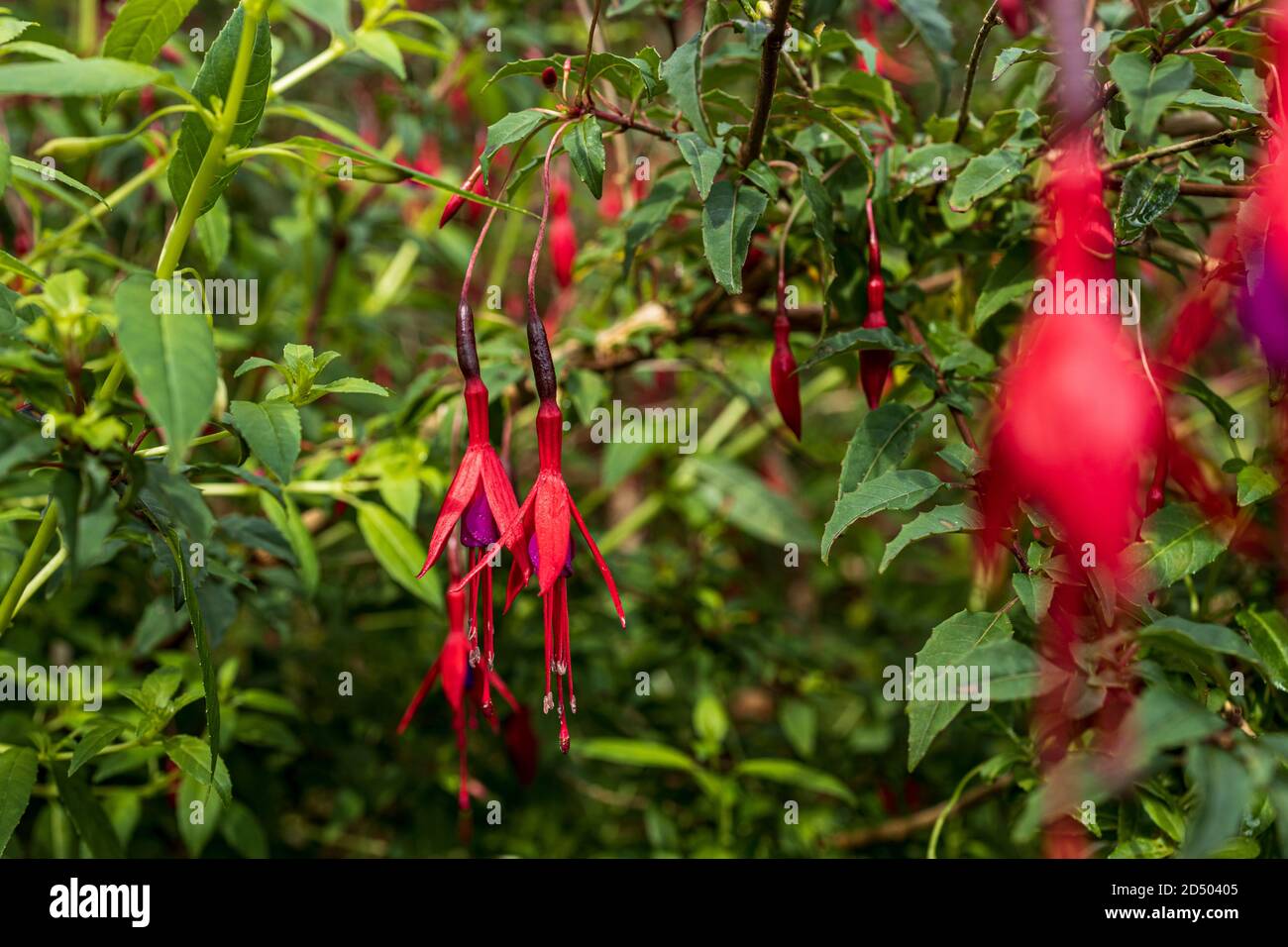 Growing fuchias hi-res stock photography and images - Alamy
